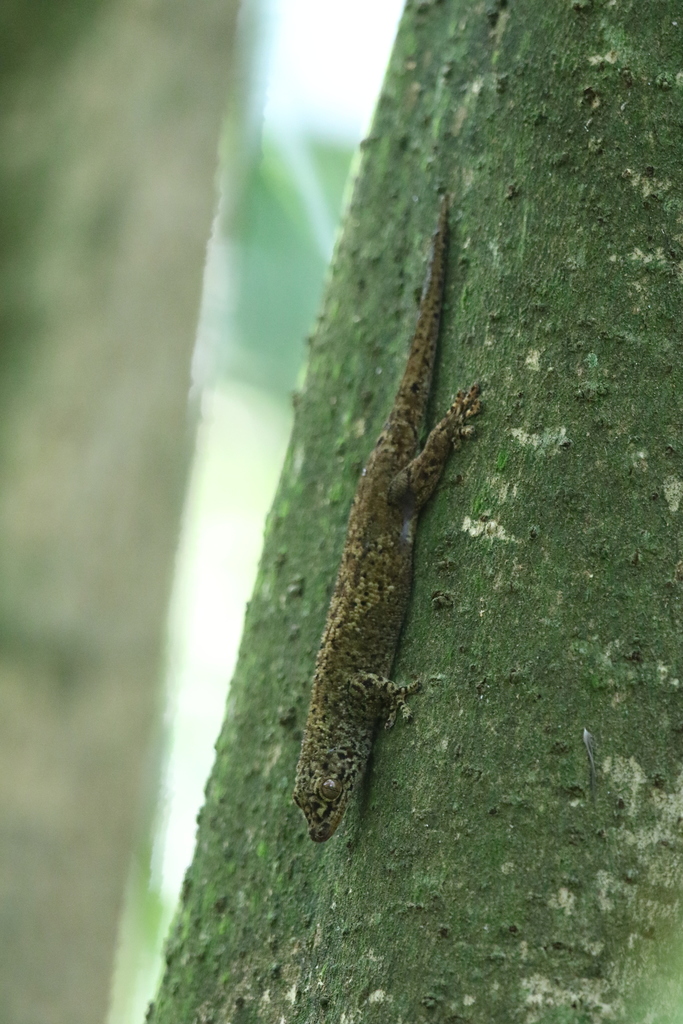 Seychelles Bronze Gecko from Grand'Anse Praslin, SC on July 13, 2021 at ...