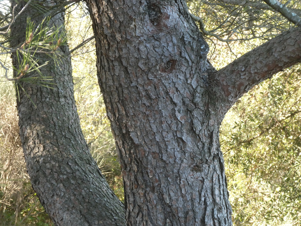 Aleppo pine (Pinus halepensis) - Botanical Realm