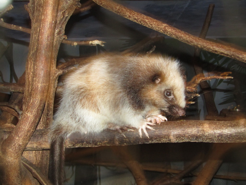 Northern Luzon Giant Cloud Rat (Phloeomys pallidus) - Know Your Mammals
