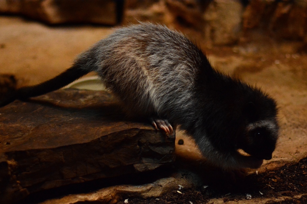 Northern Luzon Giant Cloud Rat (Phloeomys pallidus) - Know Your Mammals