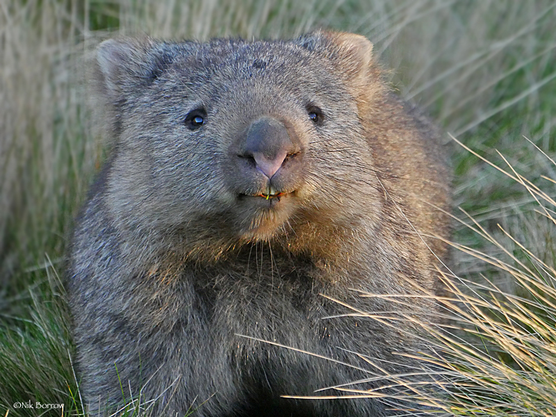 Tasmanian Wombat (Vombatus ursinus tasmaniensis) - Know Your Mammals