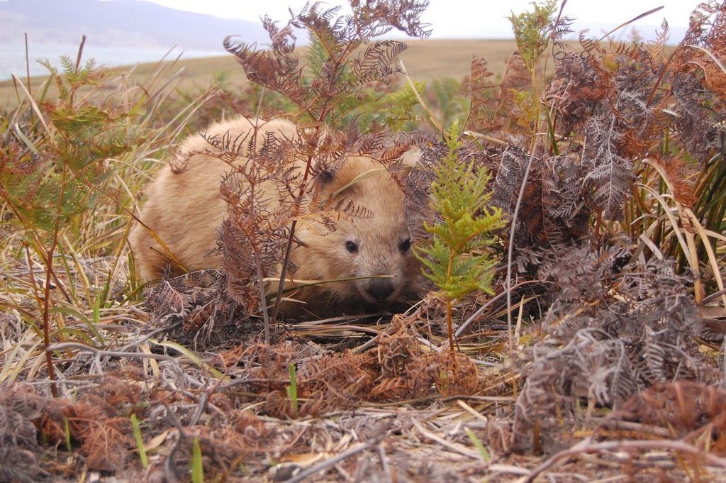Tasmanian Wombat (Vombatus ursinus tasmaniensis) - Know Your Mammals