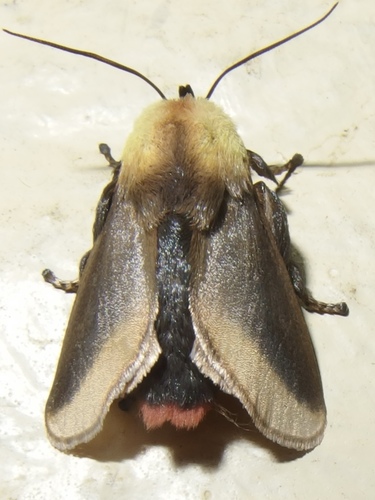 Vipsania bicolor · iNaturalist