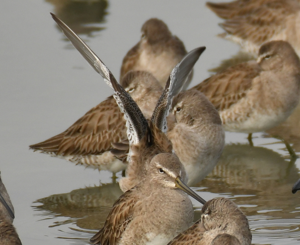 Dowitchers from Leonabelle Turnbull Birding Center, Port Aransas, TX ...