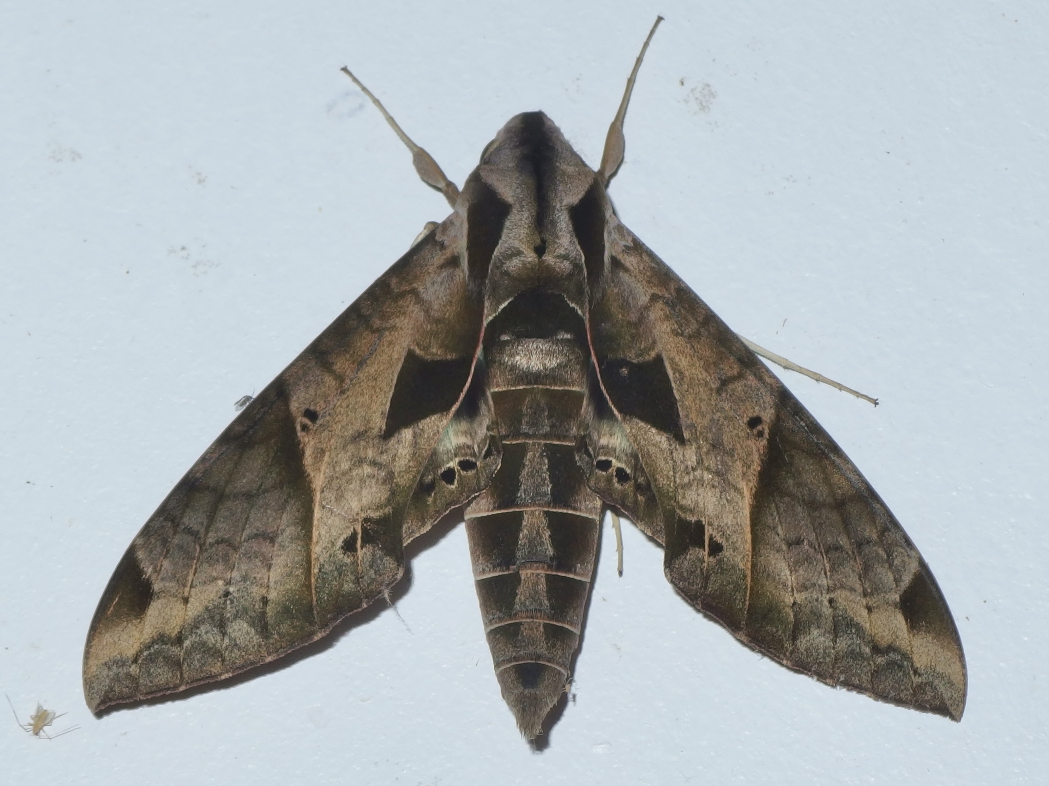 Eumorpha satellitia Linnaeus, 1771