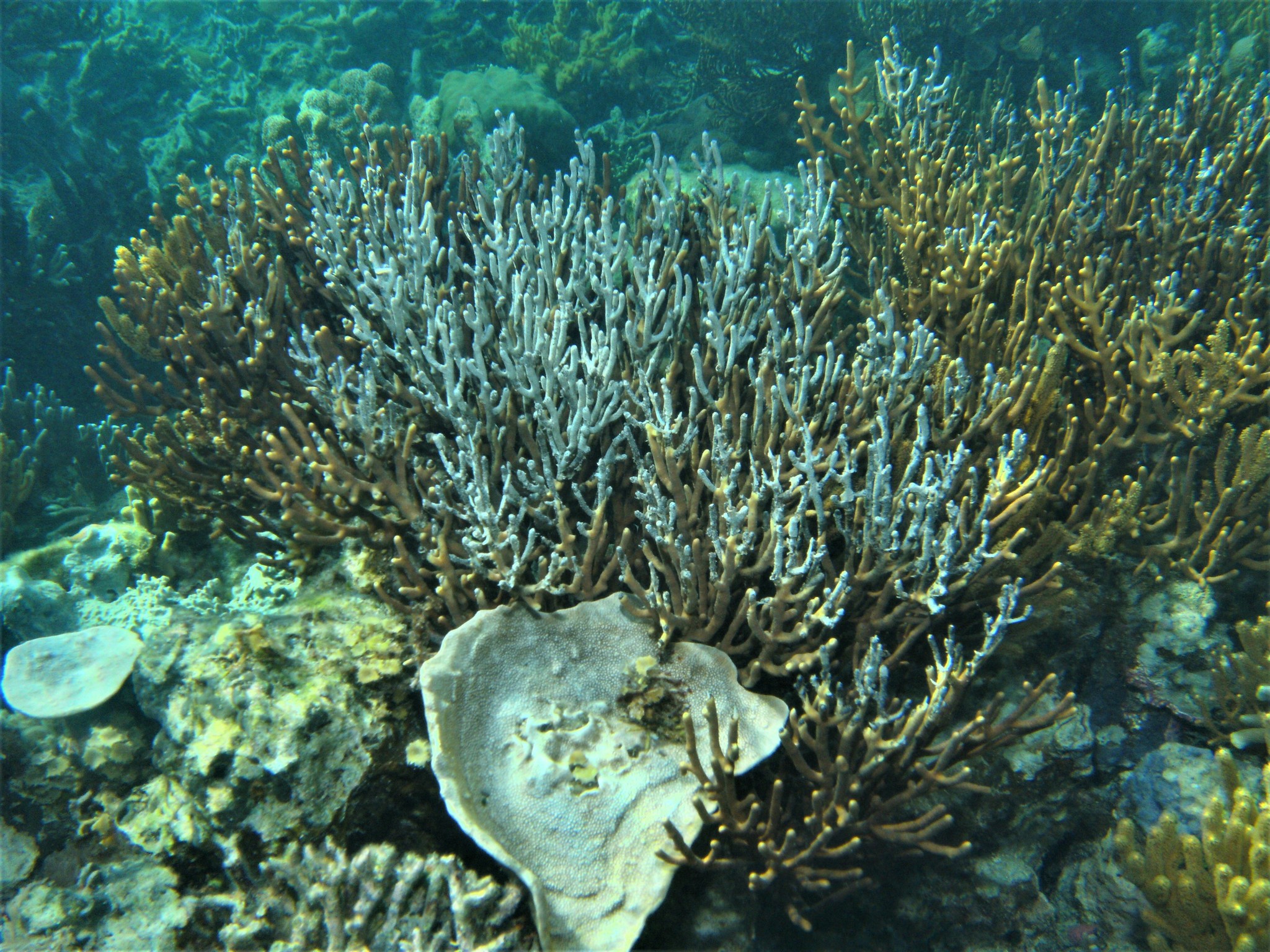 Isis hippuris Linnaeus, 1758