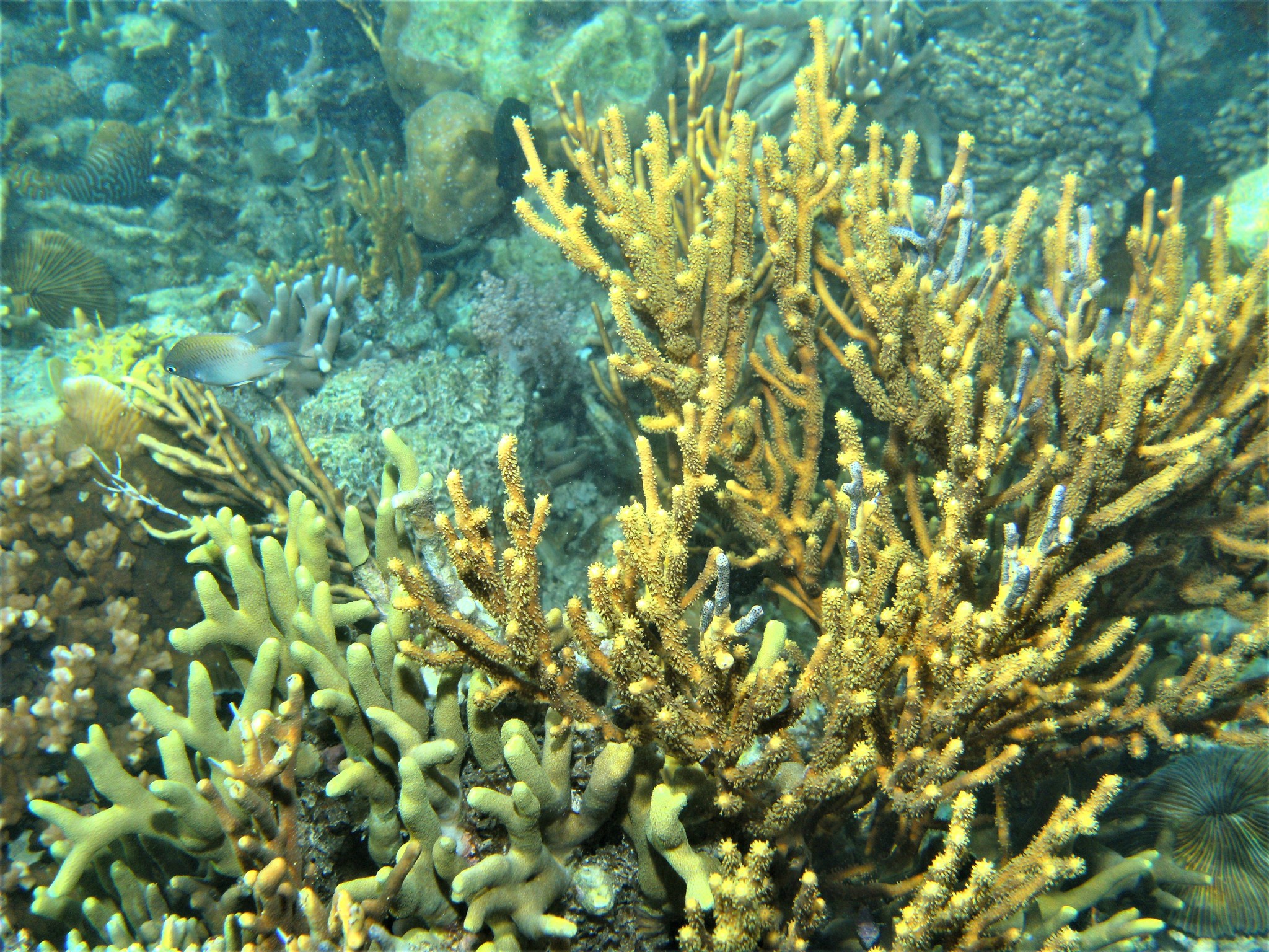 Isis hippuris Linnaeus, 1758