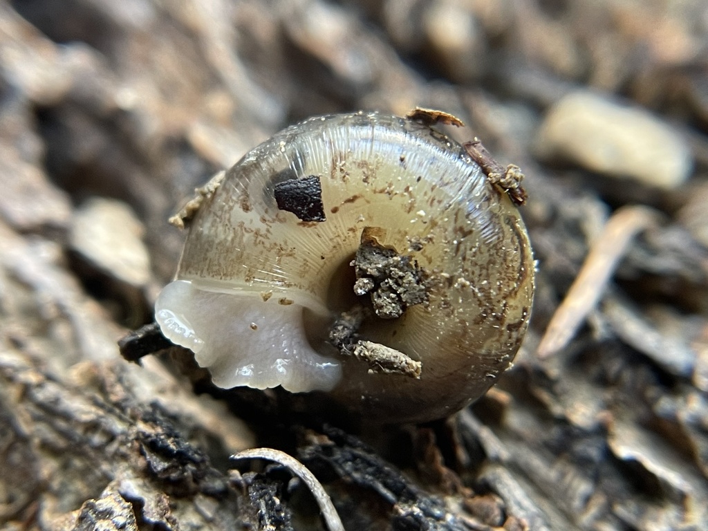California Lancetooth Snail from Soquel Demonstration State Forest ...