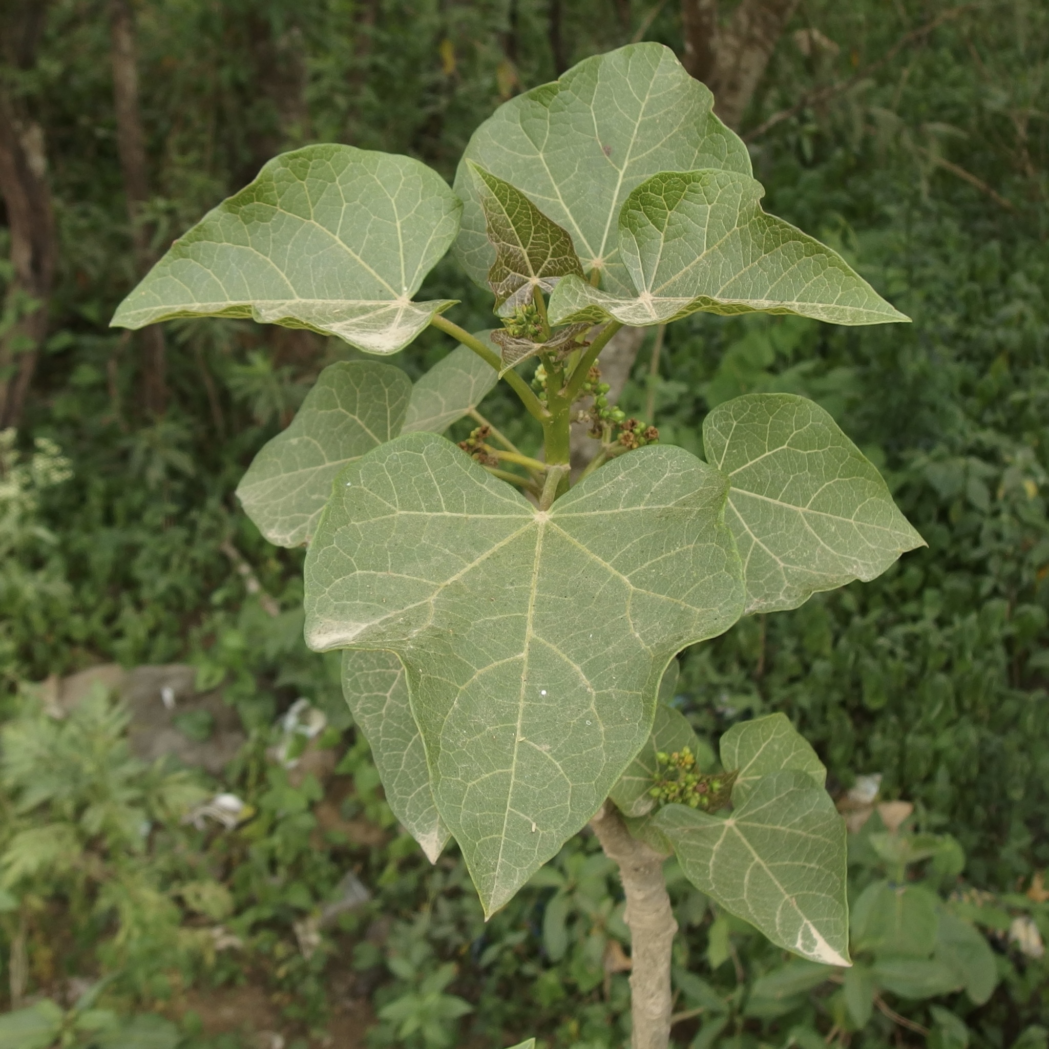 Jatropha curcas L.