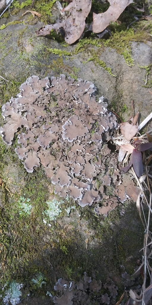 scaly pelt lichen in December 2021 by jim · iNaturalist
