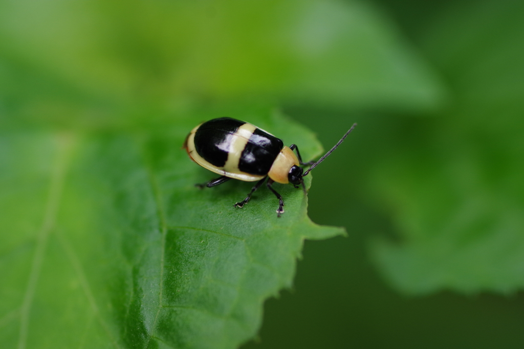 Asphaera transversofasciata from San José Province, Rivas, Costa Rica ...