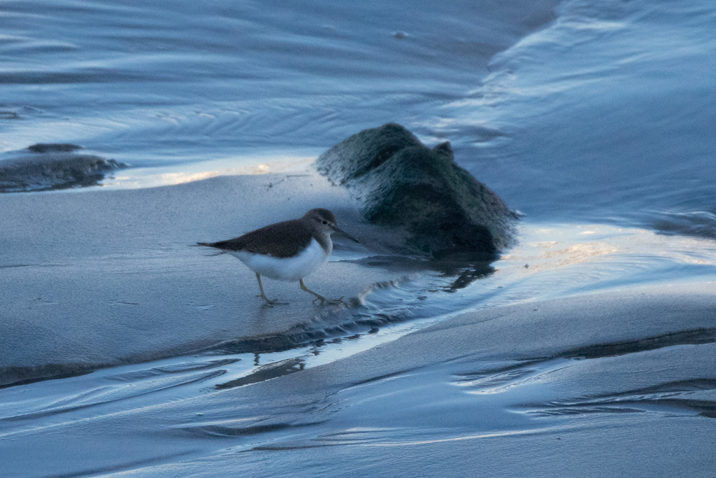 Common Sandpiper from 4480 Azurara, Portugal on January 19, 2022 at 09: ...