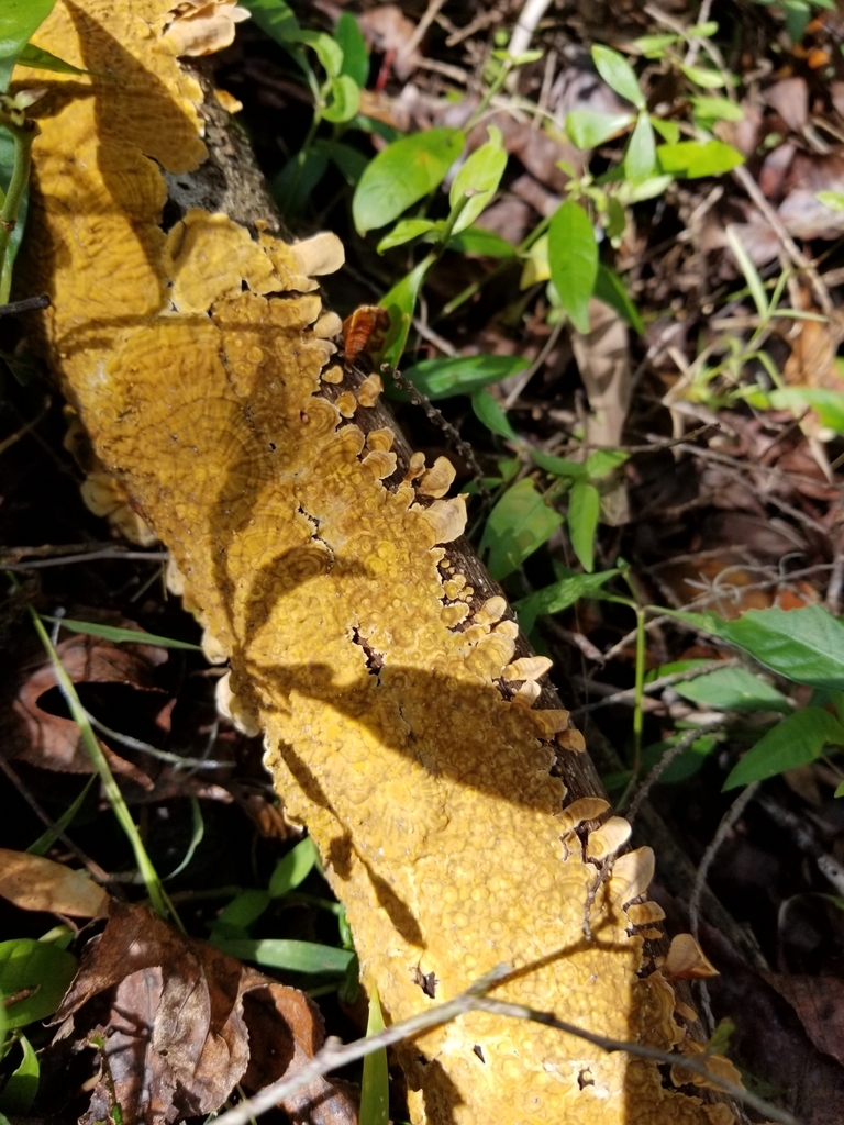 Fungi Including Lichens from Thonotosassa, FL 33592, USA on January 27 ...