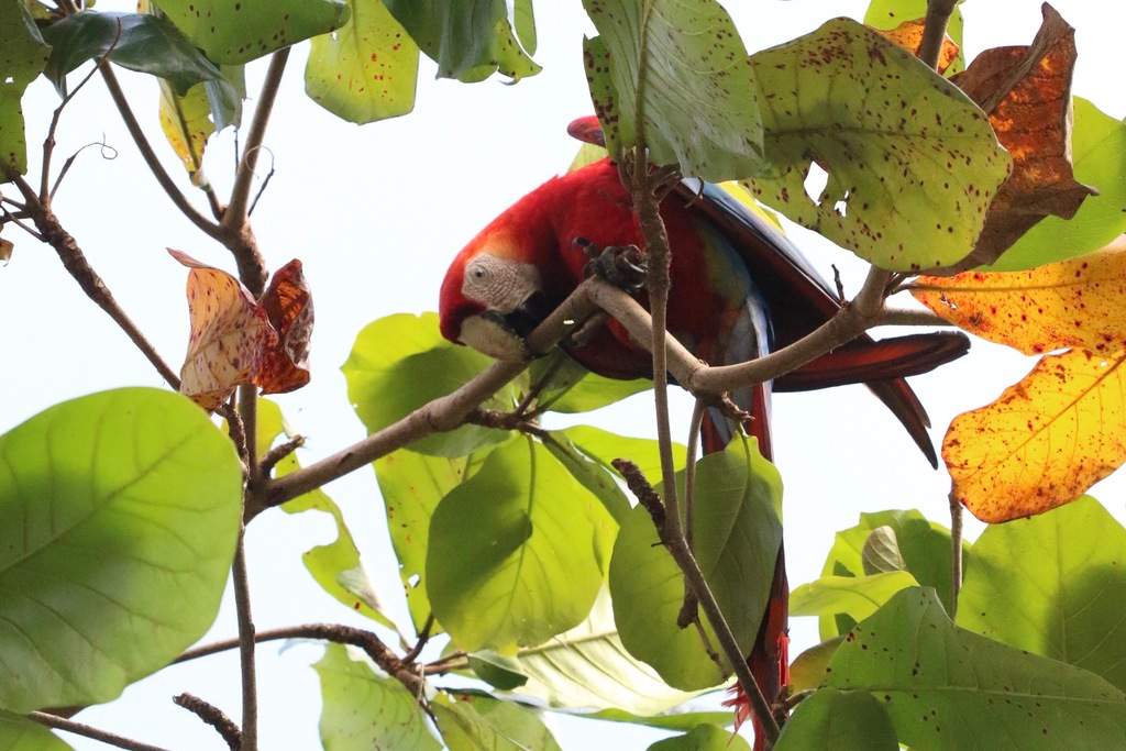 Scarlet Macaw in January 2022 by Dave Angelini · iNaturalist