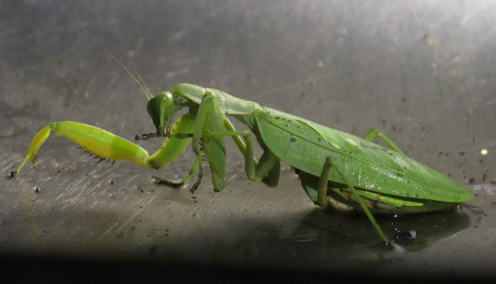 Large Green Praying Mantises from Shinyalu, Kenya on December 24, 2021 ...