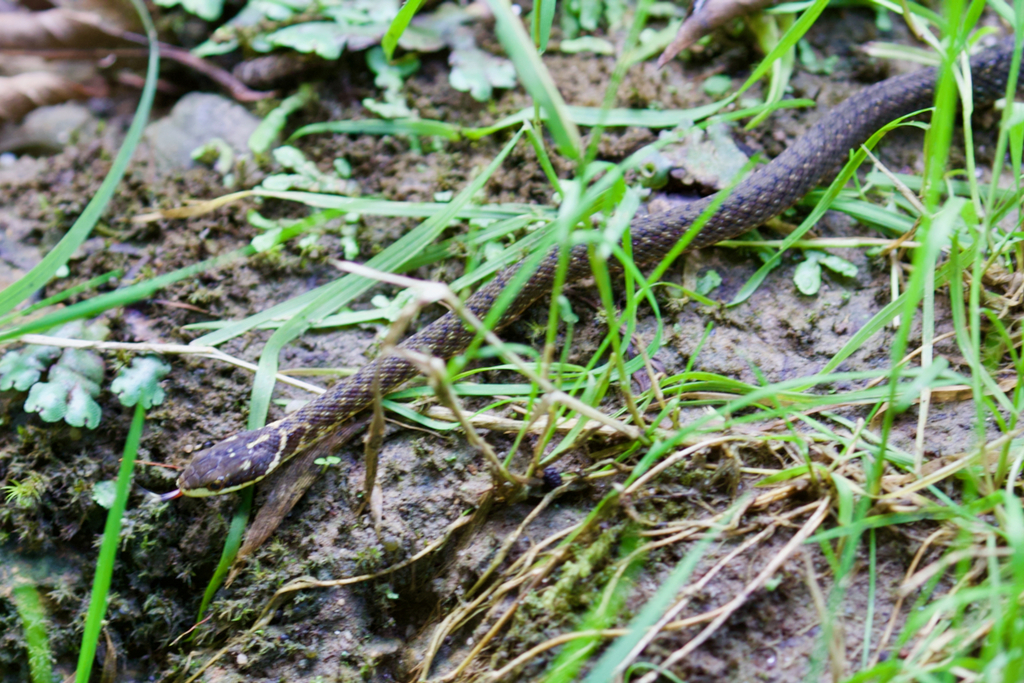 Himalayan Keelback from Godawari, Nepal on August 1, 2020 at 04:19 PM ...