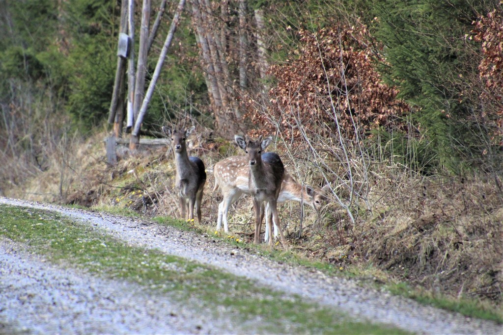 European Fallow Deer in March 2018 by Benjamin Mayer · iNaturalist