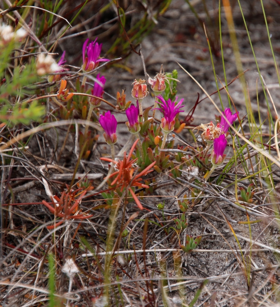 Drosanthemum intermedium from Two Oceans Hiking Trail, firebelt adj ...