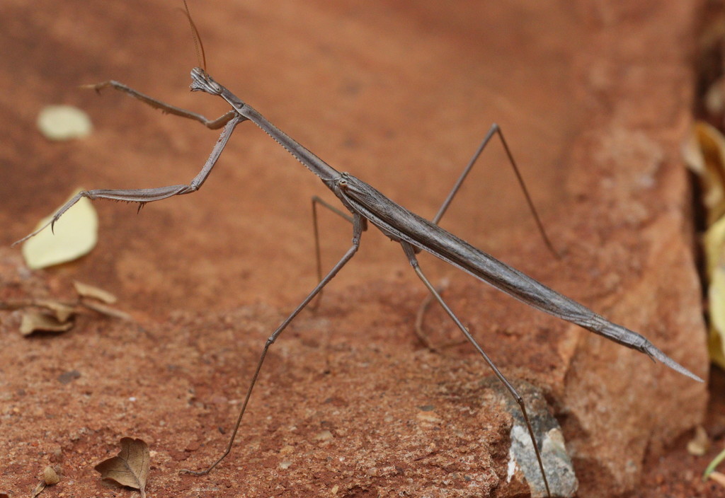 Ischnomantis from Voi, Kenya on January 08, 2022 at 08:33 AM by Jan Ebr ...
