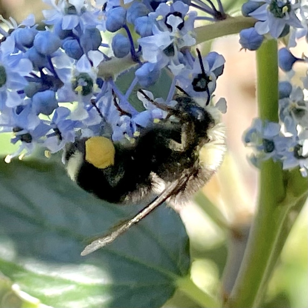 Yellow-faced Bumble Bee from Charles St, San Diego, CA, US on January ...