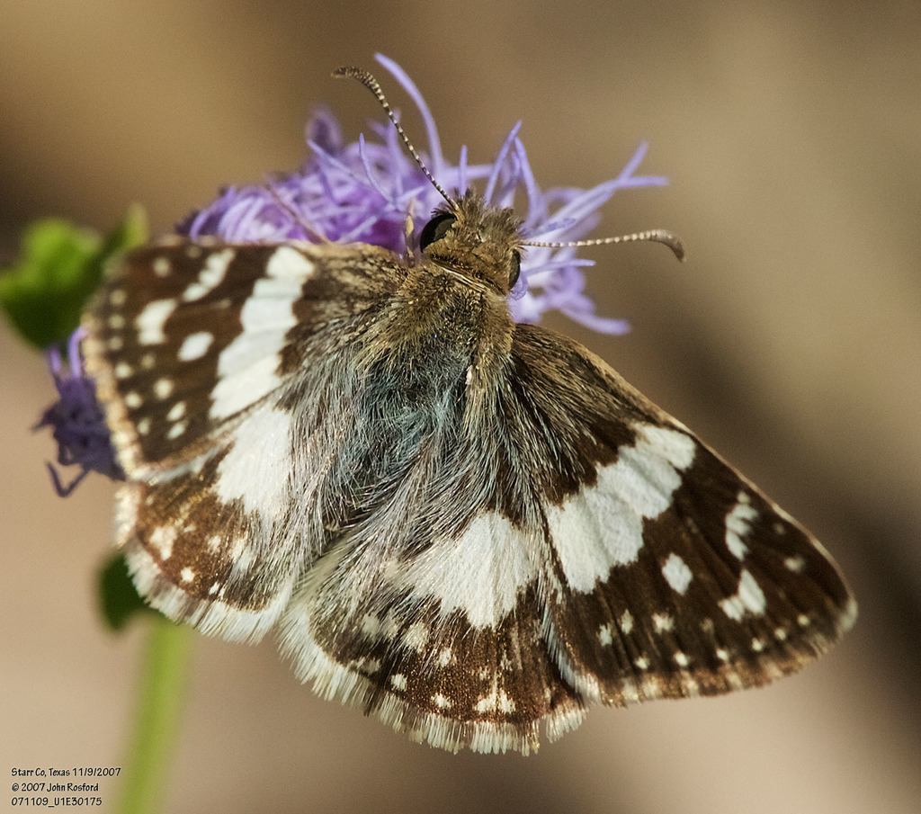 Erichson's White-Skipper from Falcon Heights, TX, USA on November 9 ...
