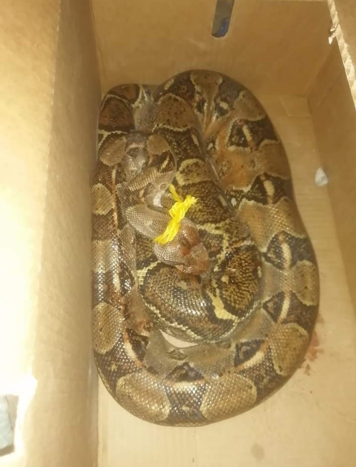 Central American Boa from 89763 Tamaulipas, México on January 27, 2022 ...