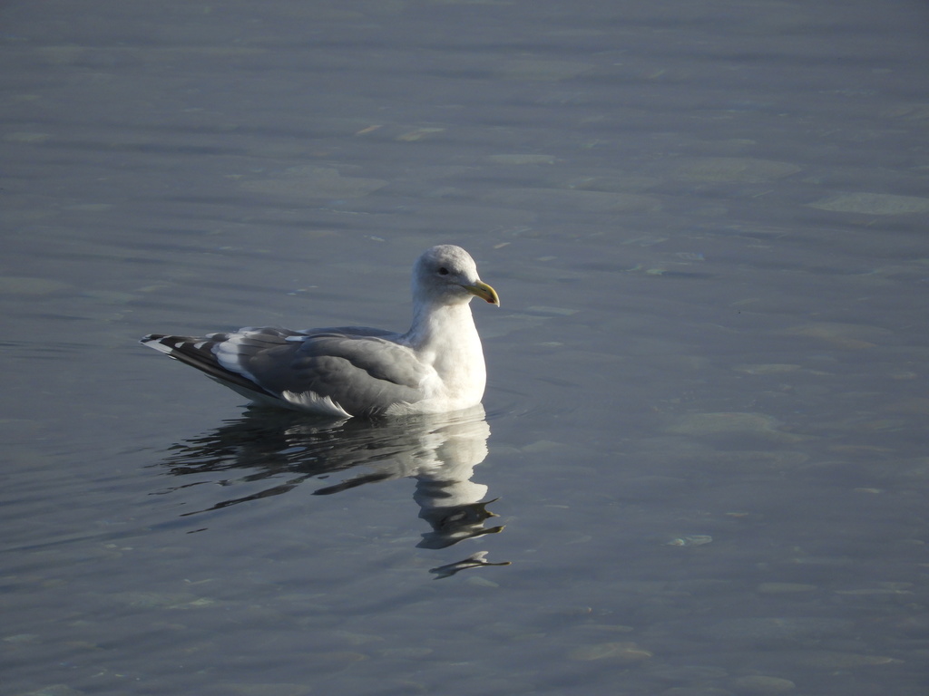 Olympic Gull from Comox Valley, BC, Canada on January 27, 2022 at 10:39 ...