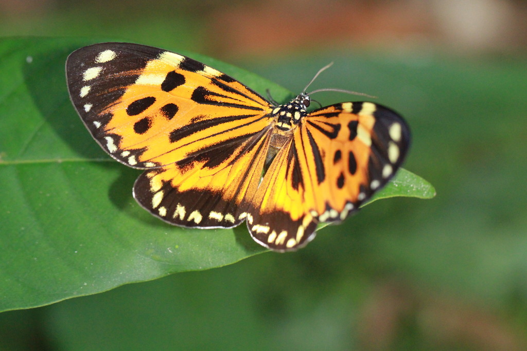 Chetone from San Martin, Peru on July 22, 2012 at 07:19 PM by Claus ...