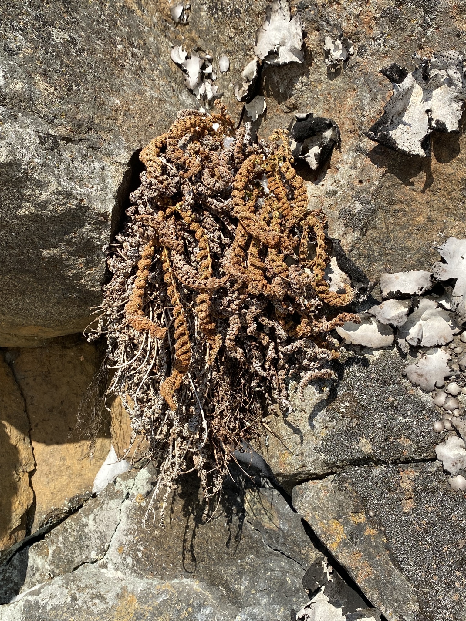 Dryopteris fragrans (L.) Schott