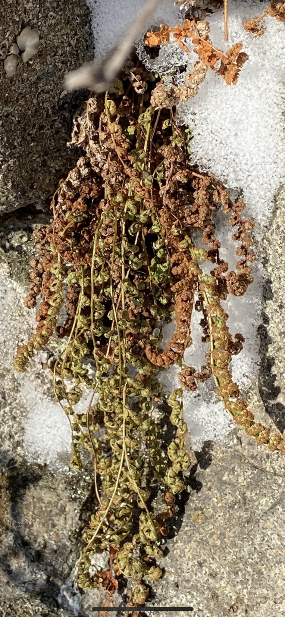 Dryopteris fragrans (L.) Schott
