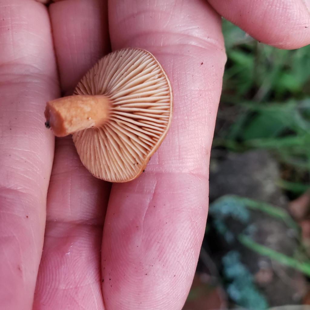 Candy Cap in December 2021 by Fred M. Rhoades. Collected by Dawn Sodt ...