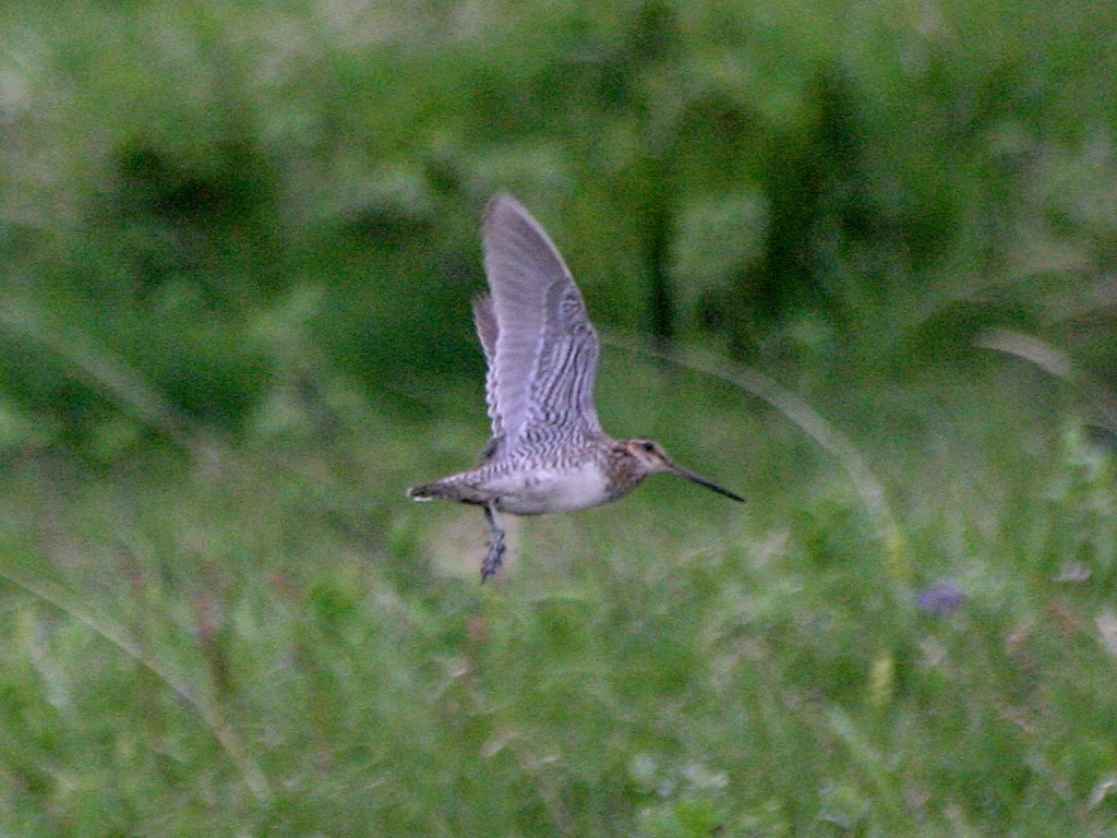 Wilson's Snipe from Unalaska, AK, USA on July 18, 2007 at 11:54 AM by ...