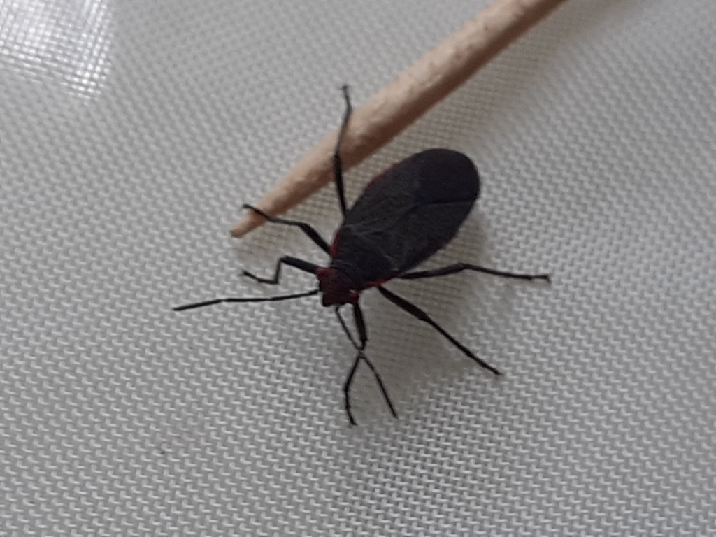 Jadera parapectoralis from 95500, Uruguay on January 27, 2022 at 05:23 ...