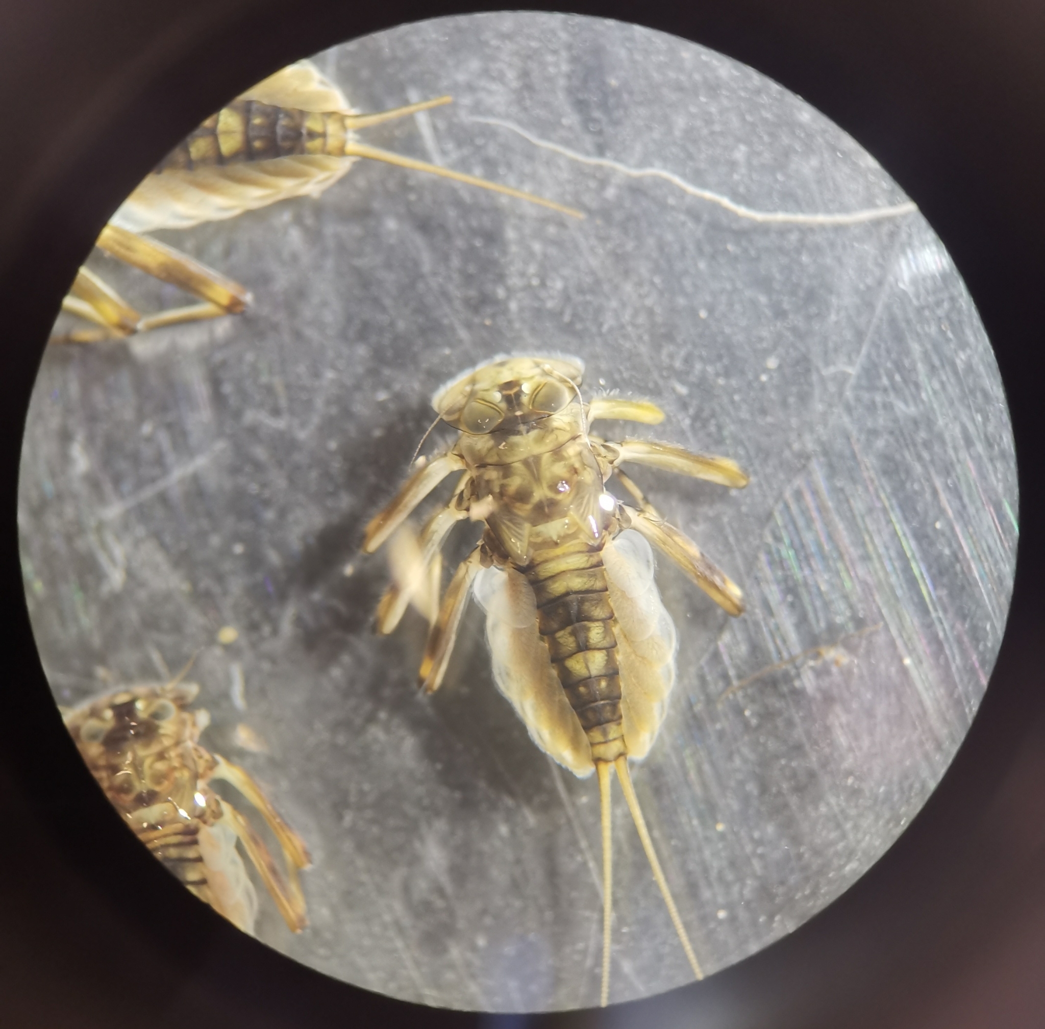 Epeorus assimilis Eaton, 1865