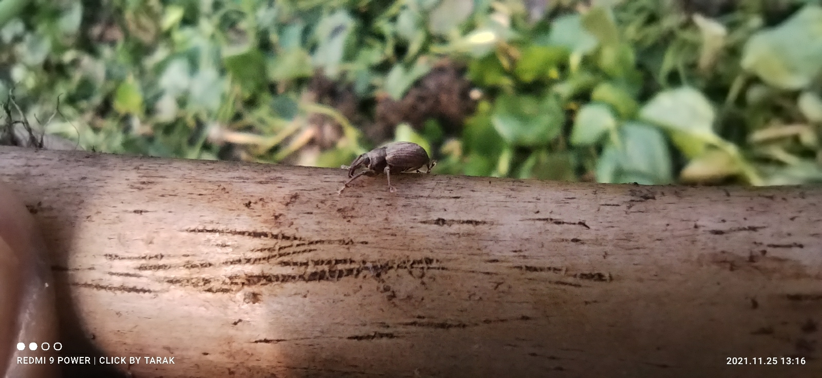 Neochetina eichhorniae Warner, 1970