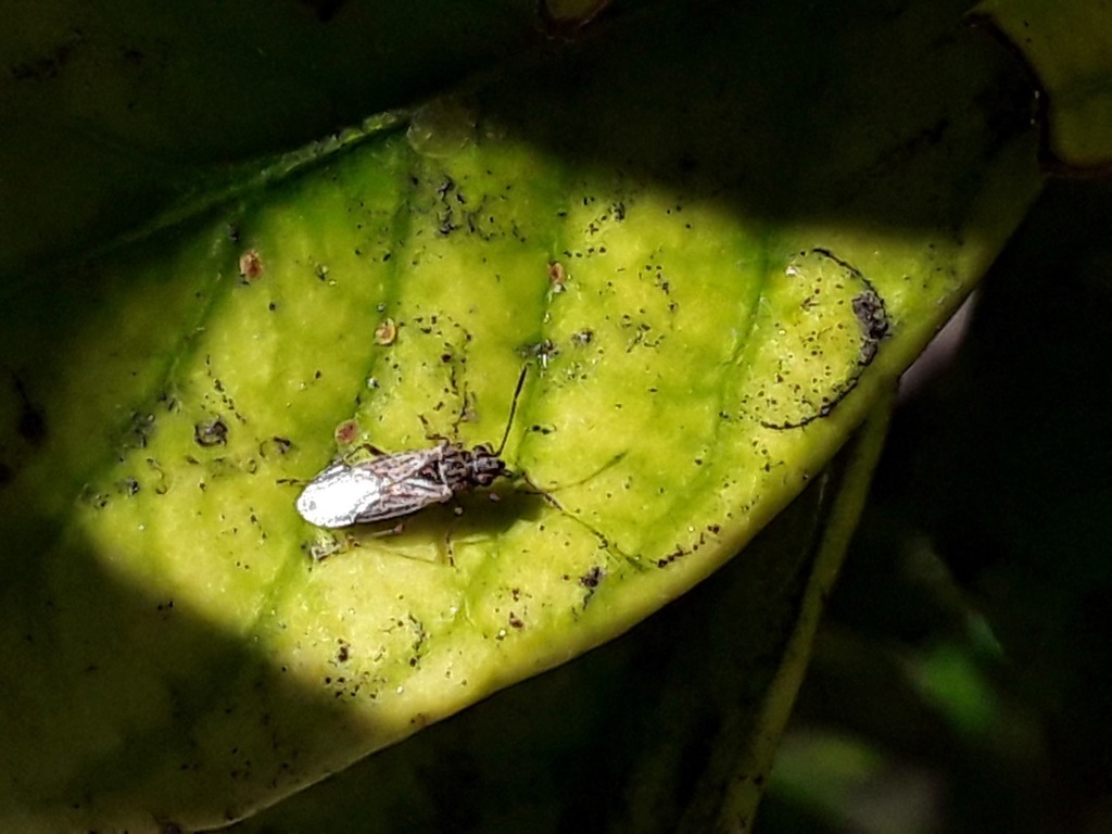 False chinch bugs from San Francisco, Córdoba, Argentina on April 18 ...