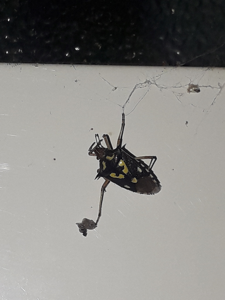 Oebalus poecilus from Santo Tomé, Santa Fe, Argentina on January 19 ...