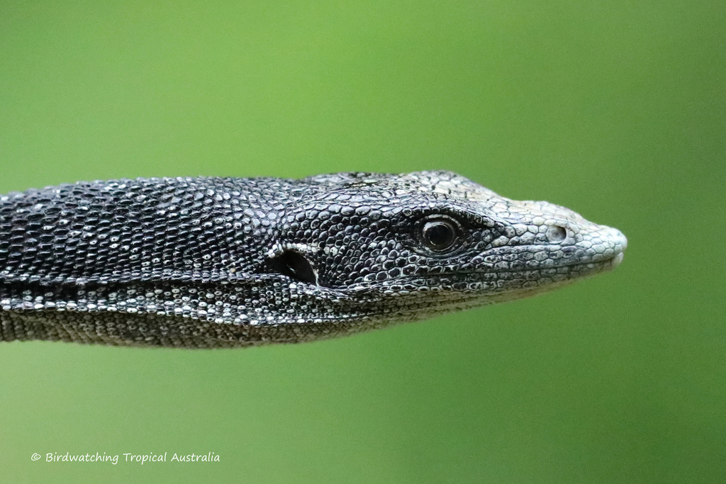 Nesbit River Monitor from Lockhart QLD 4892, Australia on January 11 ...