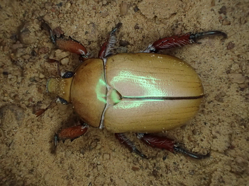 Anoplognathus montanus from Karatta SA 5223, Australia on January 21 ...