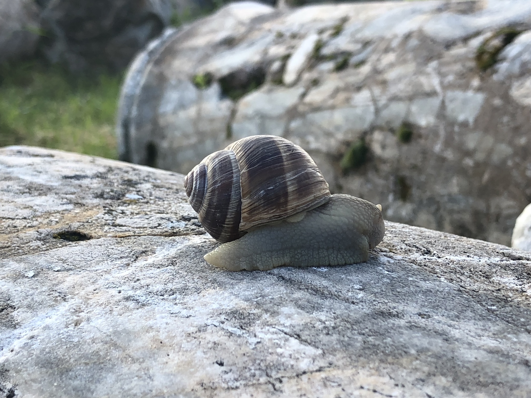Helix cincta O.F.Müller, 1774
