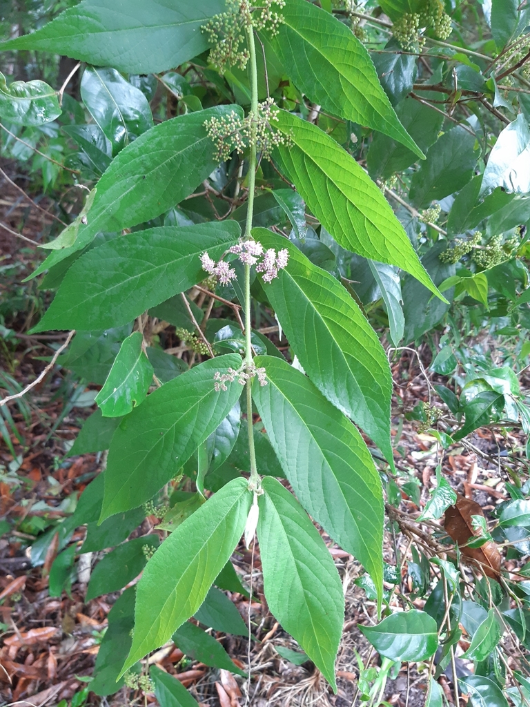 Callicarpa rubella from The Gap QLD 4061, Australia on January 28, 2022 ...