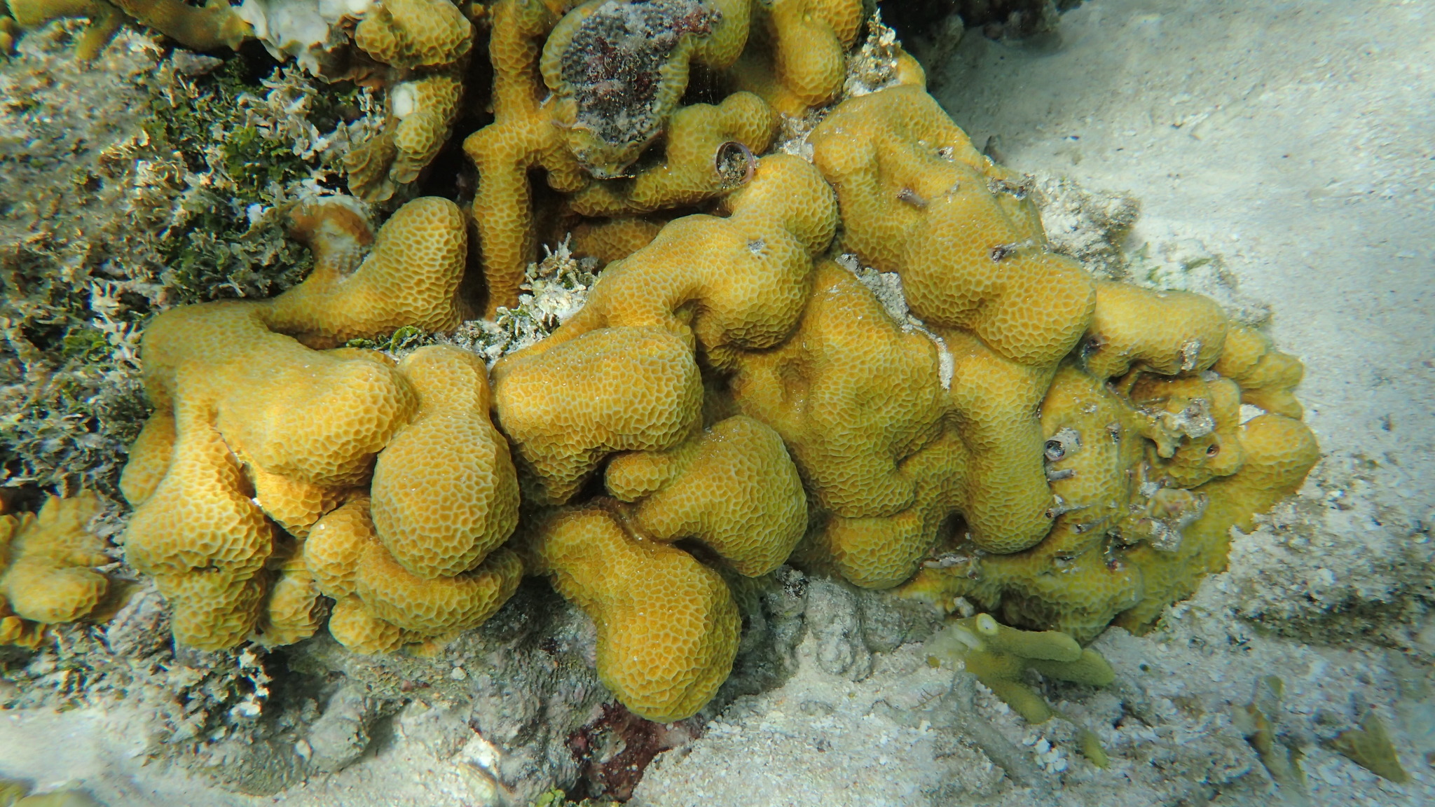 Pavona venosa (Ehrenberg, 1834)