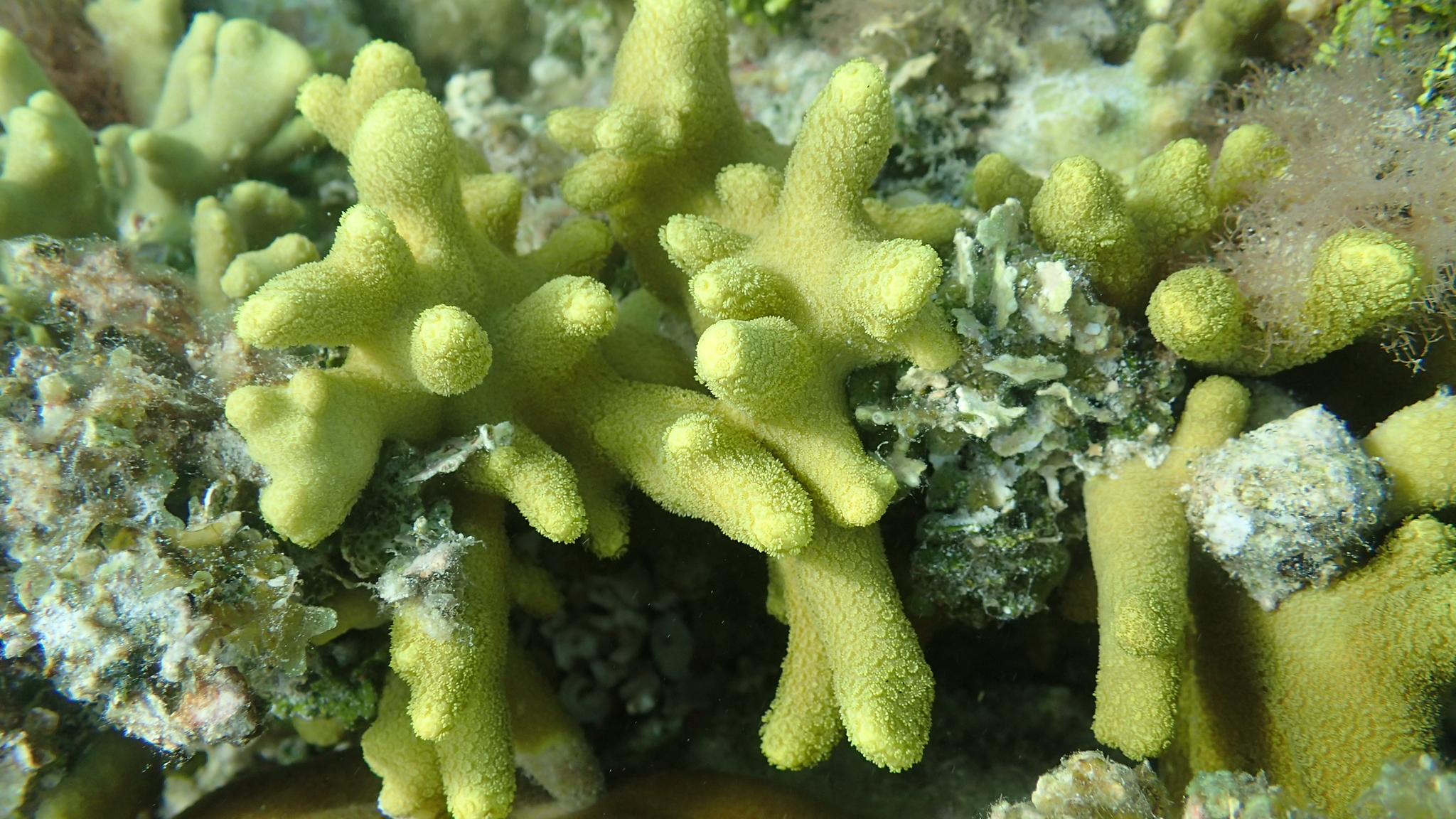 Porites cylindrica Dana, 1846