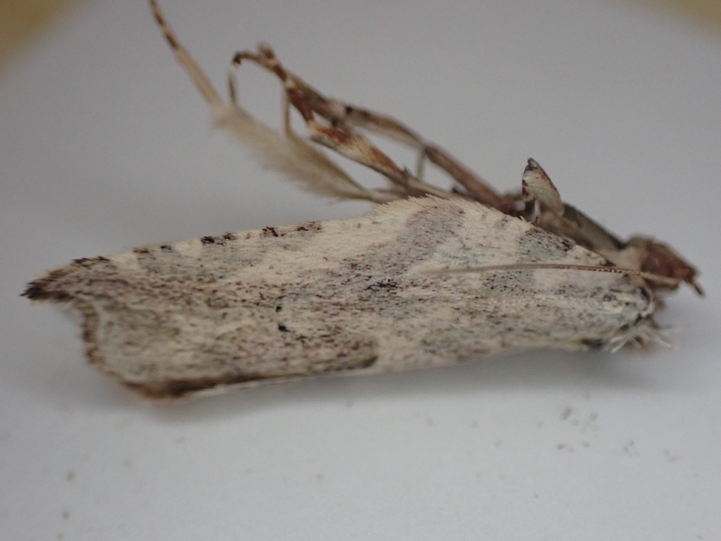 Sharp-Tipped Bell Moth from Lincoln, New Zealand on January 21, 2022 at ...