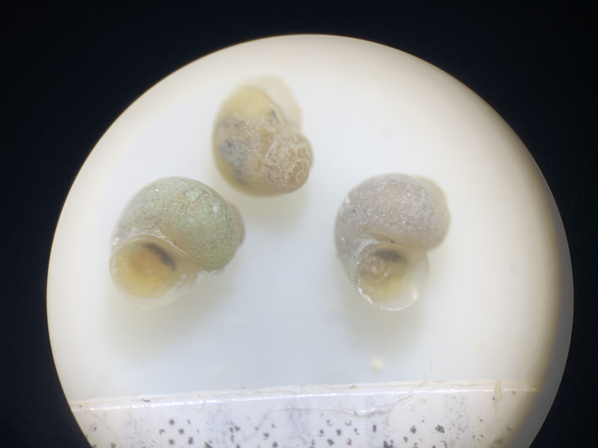 Pyrgulopsis Call & Pilsbry, 1886