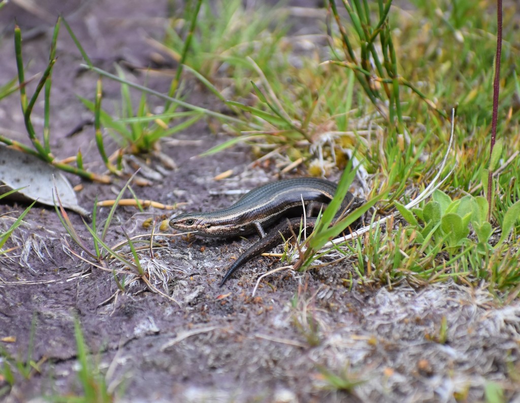 Alpine Bog Skink from Baw Baw Village on January 26, 2022 at 02:24 PM ...