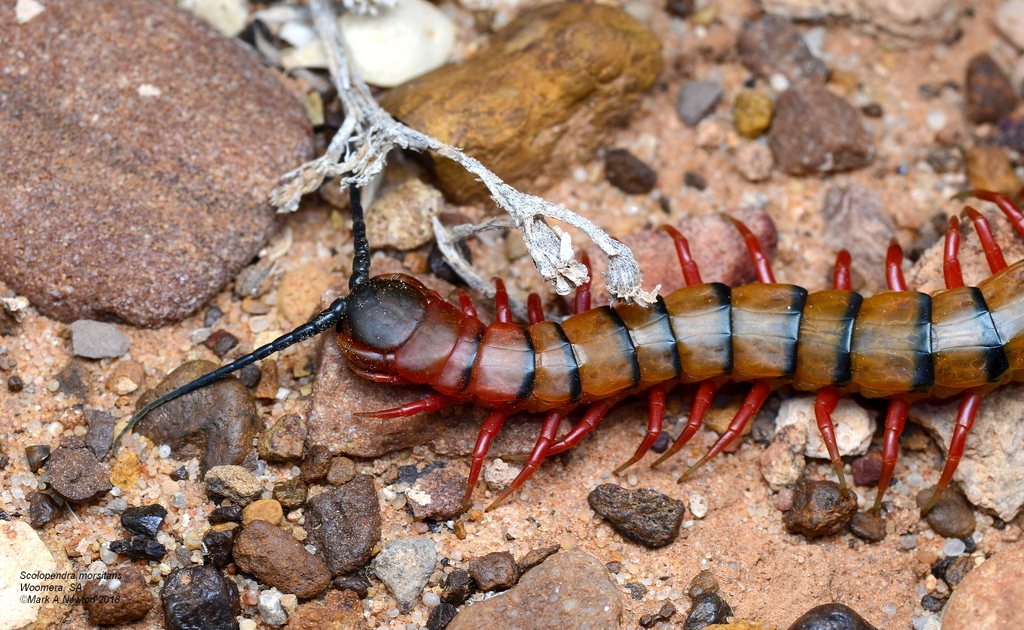 Red-headed Centipede from Roxby Downs SA 5725, Australia on October 26 ...