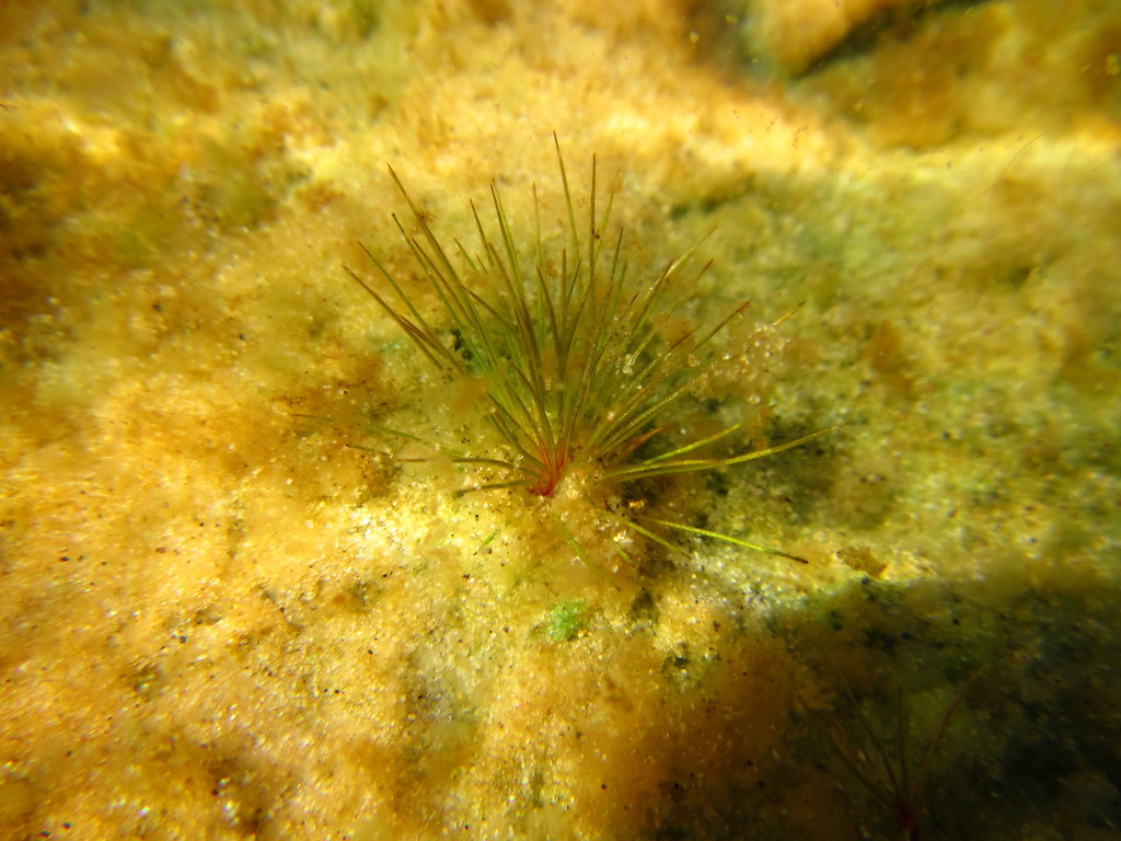 Trithuria inconspicua in January 2022 by Benjamin Wright · iNaturalist