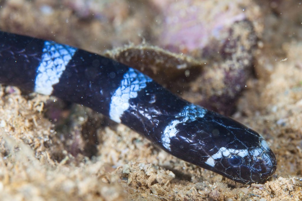 Blue-lipped Sea Krait (Laticauda laticaudata) - Snakes and Lizards