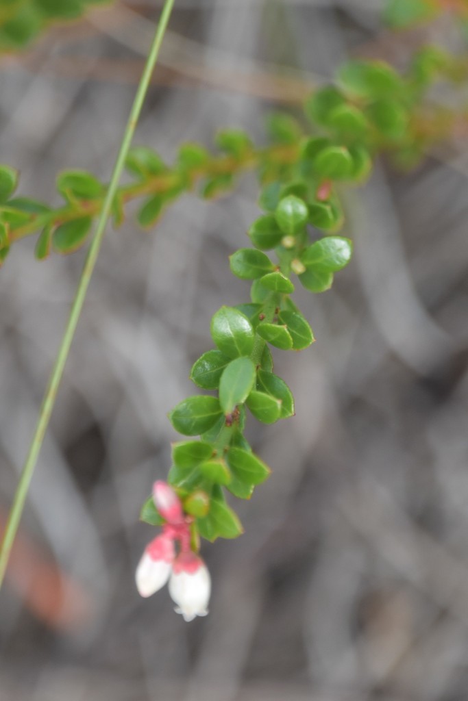 Shiny blueberry from Haines City, FL 33844, USA on January 27, 2022 at ...